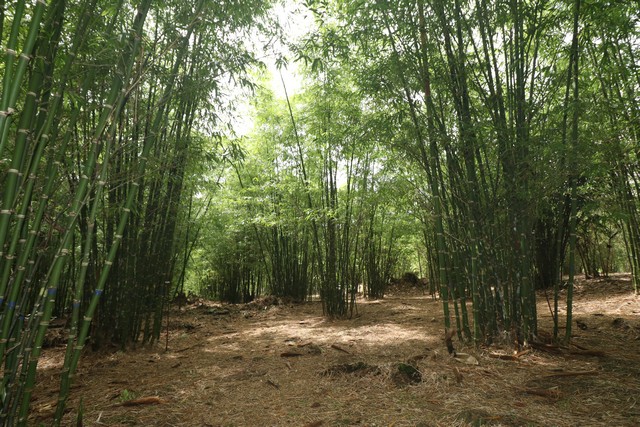 Teroka Industri Buluh Untuk Sumber Ekonomi - RAKAN CommUnity